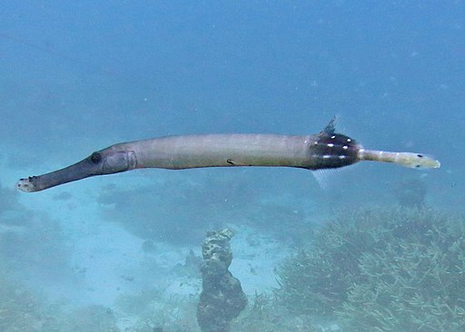 Fish Ratings Upgrades Predatory Trumpetfish to ‘BBB+’ on Latest ...